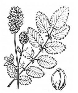 Pimprenelle (Sanguisorba officinalis) et cancer du sein