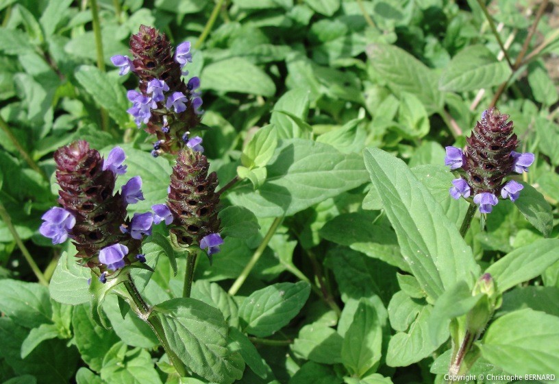 Brunelle (Prunella vulgaris)