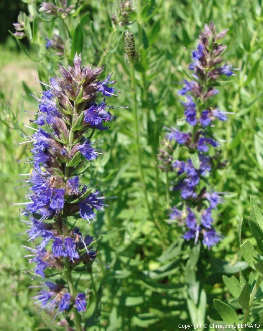 Hysope (Hyssopus officinalis)