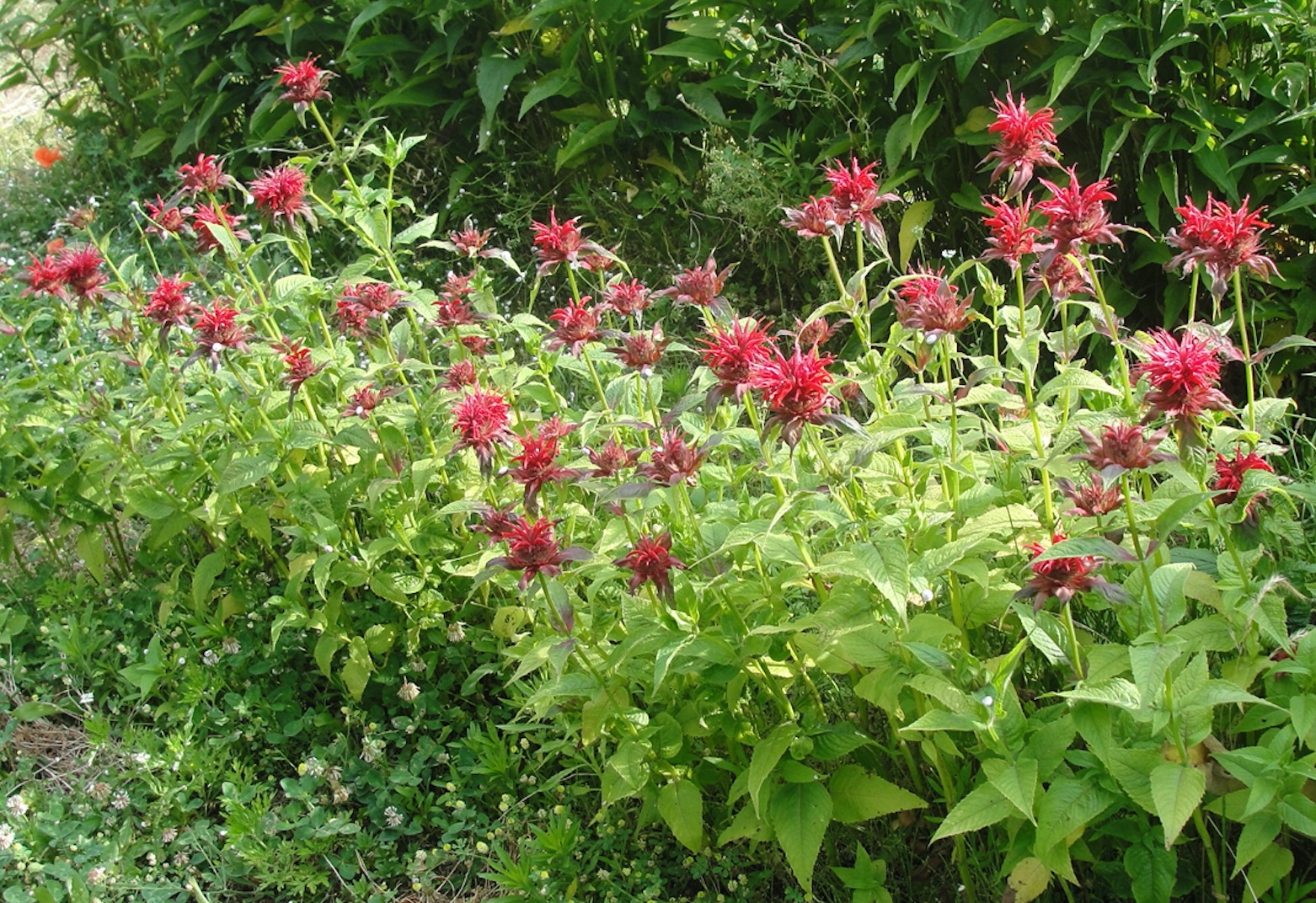 La majestueuse monarde