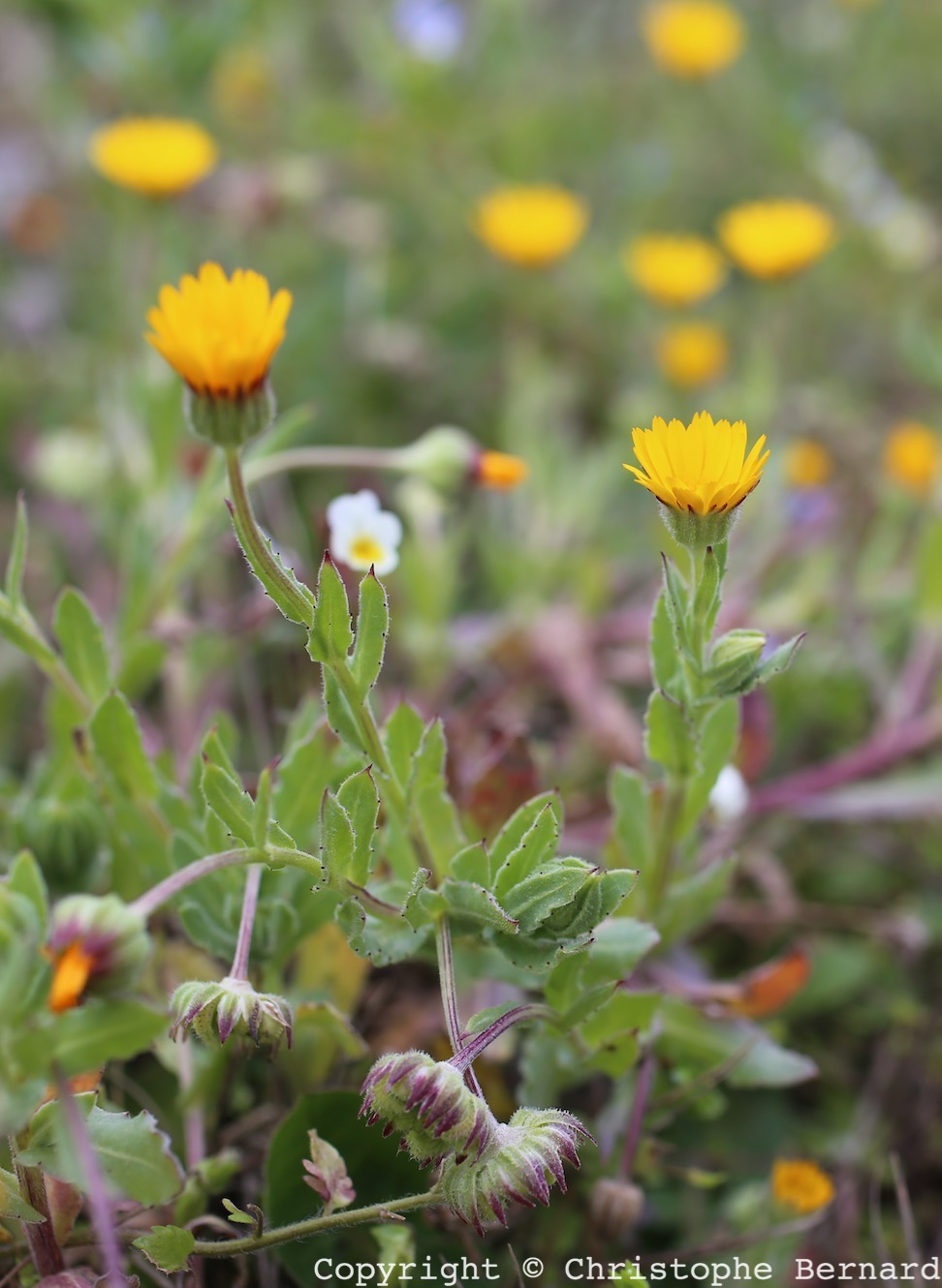Souci (Calendula officinalis)