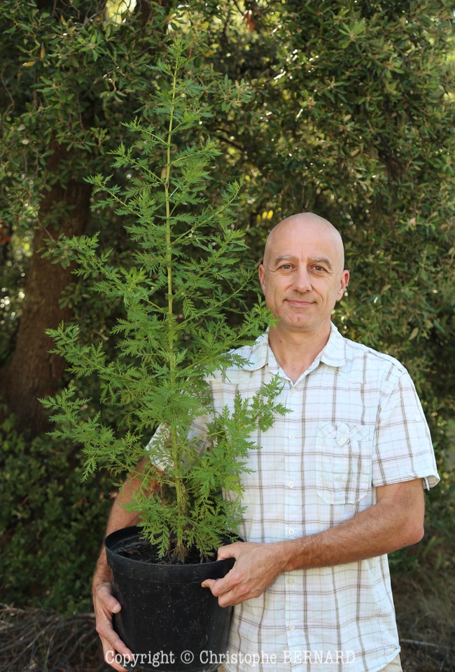 Artemisia annua (armoise annuelle) : anti-malaria et anti-cancer
