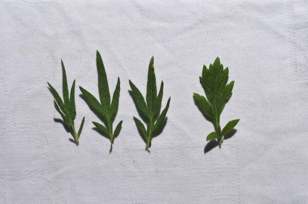 Armoise commune (Artemisia vulgaris) : règles absentes ou difficiles